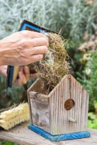 Steps for Cleaning a Bird House - Wenke Greenhouses