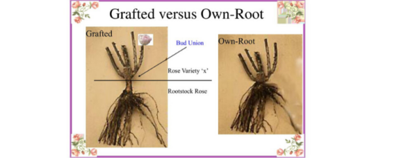 Grafted vs. Own-Root Roses, So What's the Big Deal? - Wenke Greenhouses