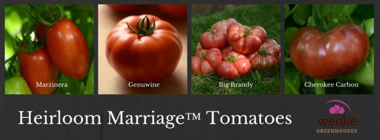 Heirloom Marriage™ Tomatoes - Wenke Greenhouses