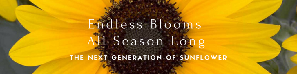 NEW! Sunfinity Sunflowers - Endless Blooms, All Season Long! - Wenke ...