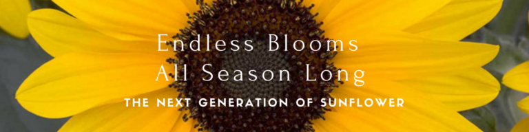 NEW! Sunfinity Sunflowers - Endless Blooms, All Season Long! - Wenke ...