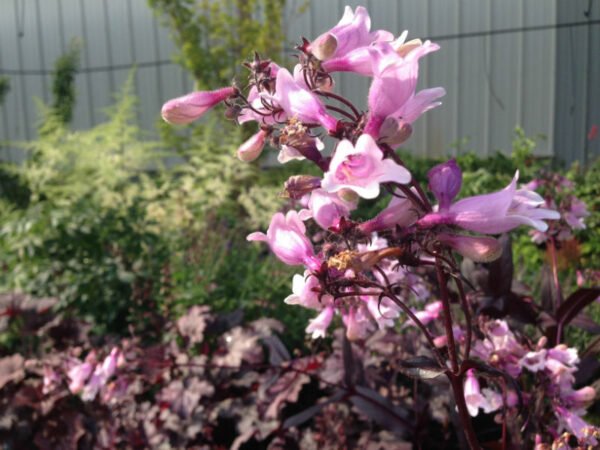 Penstemon for hot, sunny locations - Wenke Greenhouses