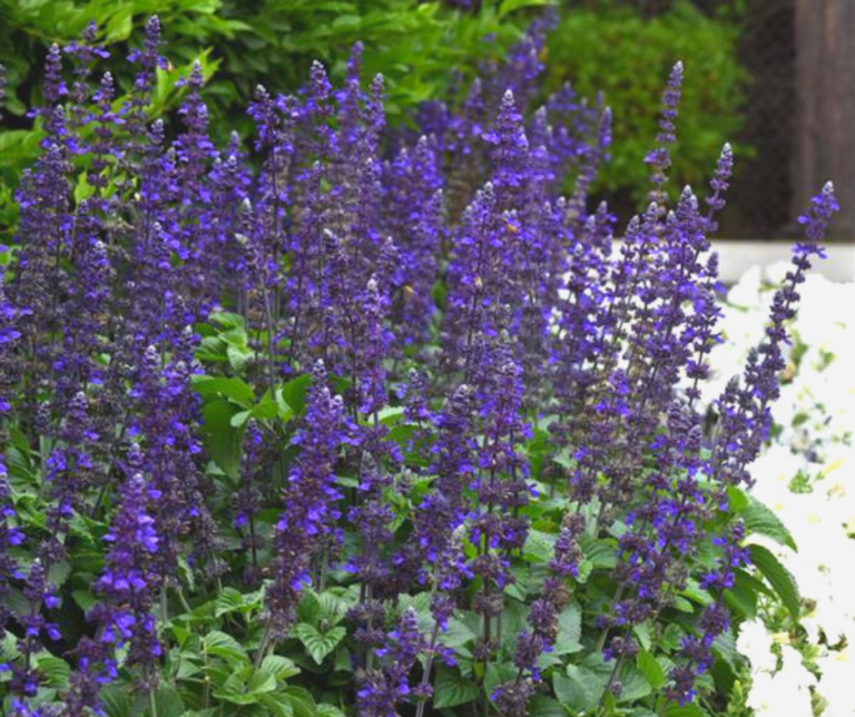New! 'Big Blue' Salvia - Wenke Greenhouses