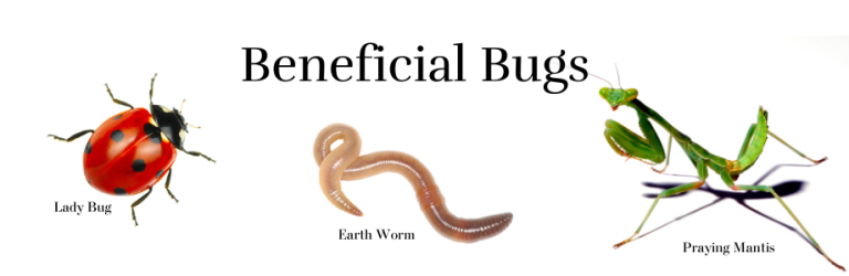 Beneficial Bugs - Wenke Greenhouses